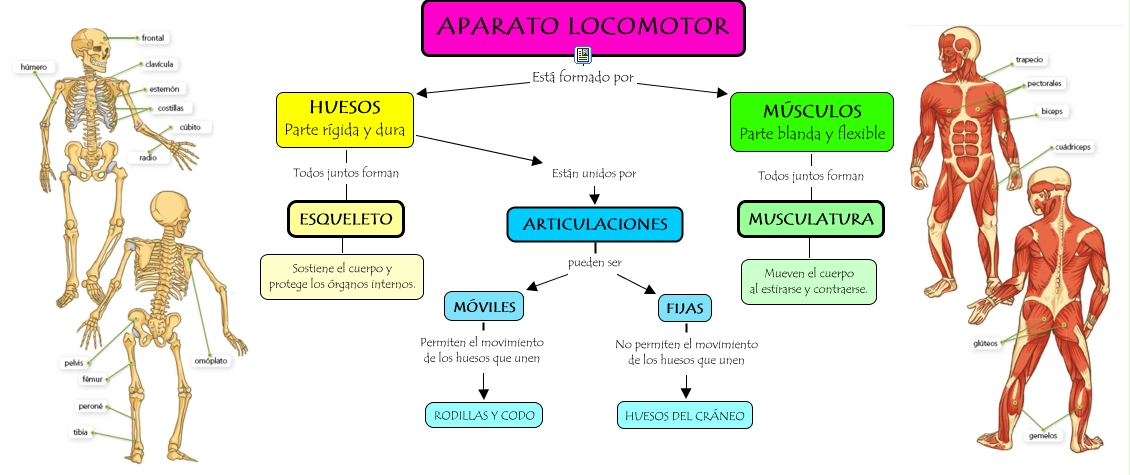APARATO LOCOMOTOR